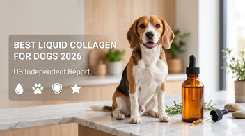 2026 US Report: Best Collagen for Dogs Ranked